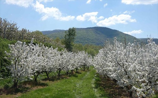 Μάγεψαν οι ανθισμένες κερασιές της Πέλλας -ένα ανοιξιάτικο σκηνικό που ...